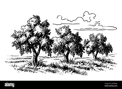 Rural Landscape With Trees In The Field Vintage Hand Drawn Sketch Vector Illustration Stock