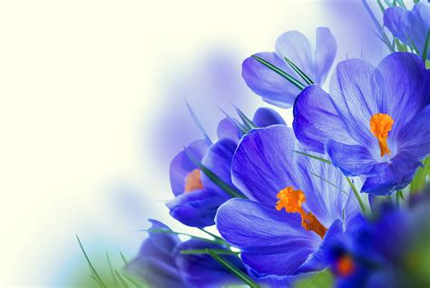 Blue Crocus Flowers Wallpapers Wallpaper Cave