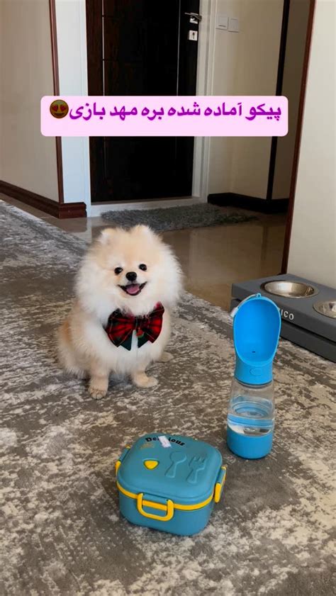 ‎آقا پیکو‎ ‎این خونه واسه کیه؟ پامرانین پامر پامرانینخرسی سگ