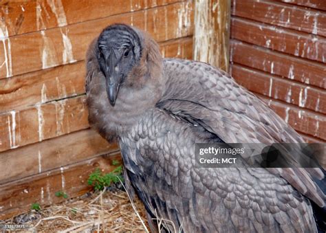 This Young Andean Condor At The Center For Rehabilitation Of Birds Of
