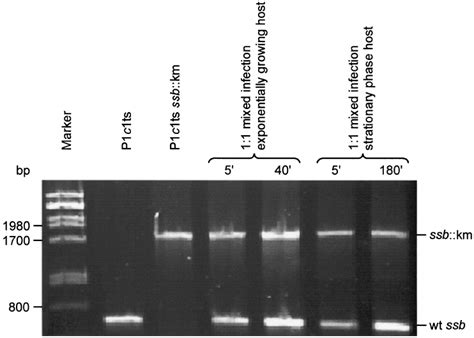 Detection Of Injection And Phage Dna Replication Host Cells Growing Download Scientific