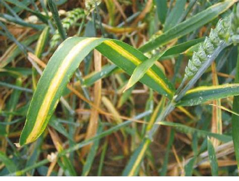 Leaf Stripe Cephalosporium In Winter Wheat Helping Farmers In
