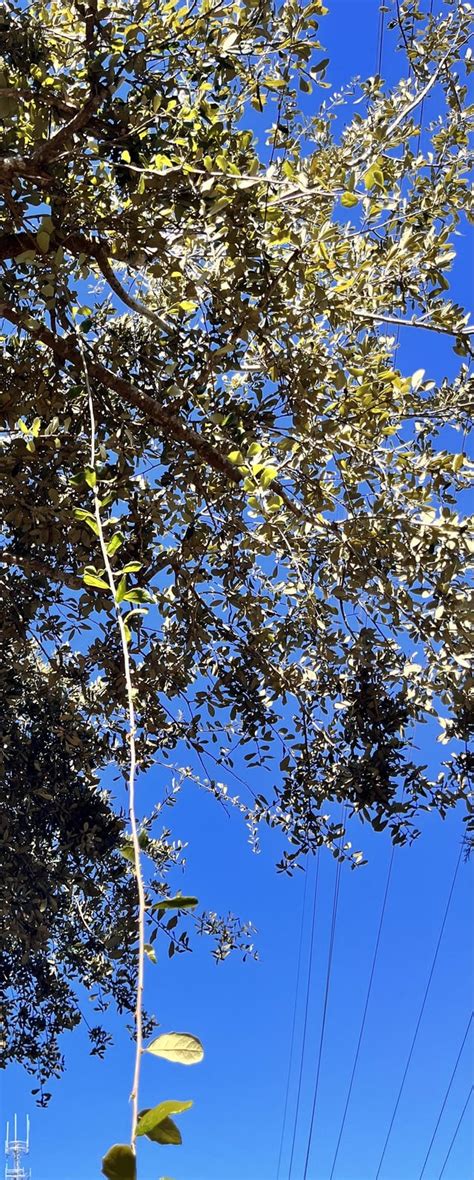 Why Is This Live Oak Growing Vines That Hang Down Rarborists