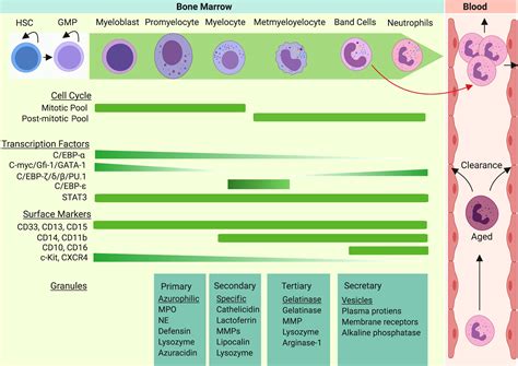 Promyelocyte Lineage