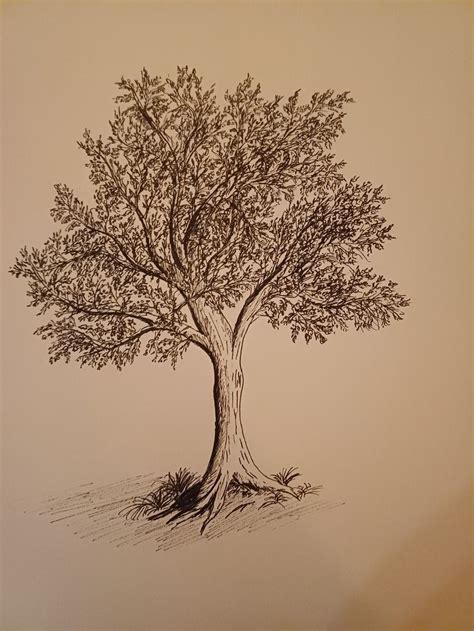 Tree Sketch