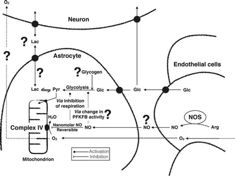 Astrocytes Take The Stage In A Tale Of Signaling Metabolism Coupling PMC