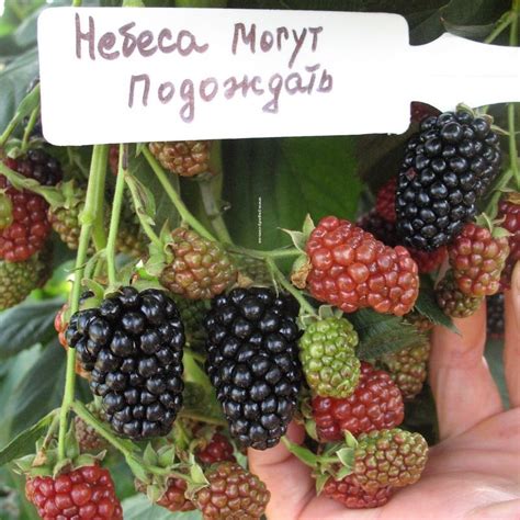 Ежевика Небеса Описание Сорта Фото – Telegraph