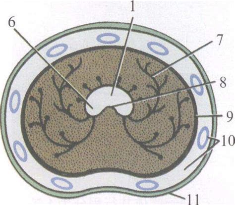 图4 15 前列腺的结构 示意图 泌尿外科临床解剖学