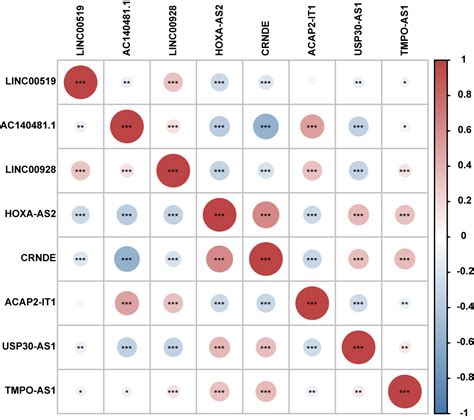 Anoikis Related Long Non Coding Rna Signatures To Predict Prognosis And Small Molecular Drug