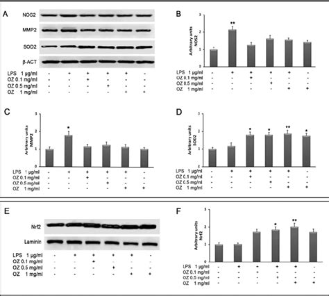 Evaluation Of Nos2 Mmp2 Sod2 A And Nrf2 E Protein Expression By