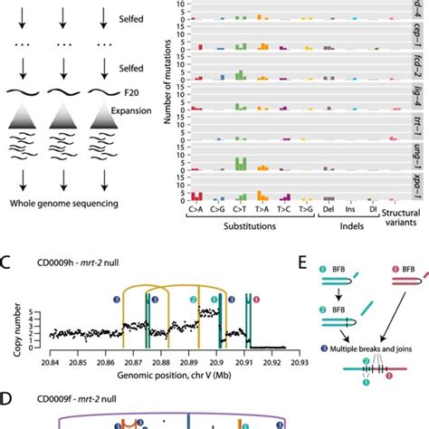Mutations In C Elegans Followed For 20 Generations A The Download Scientific Diagram
