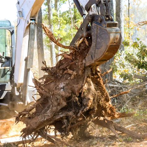 Tree Root Removal In Ballarat Rapid Tree Solutions