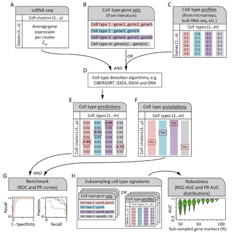 schematic of a process to benchmark automated cell type detection