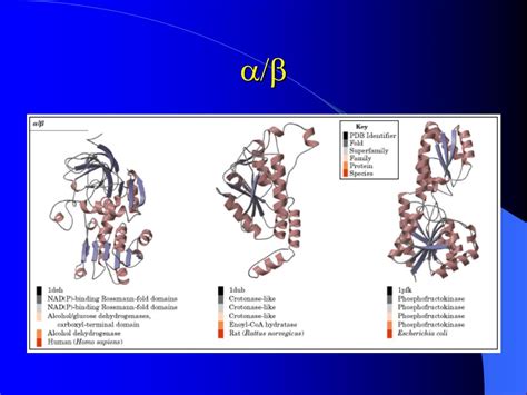 Ppt Bioinformatics Of Protein Structure Powerpoint Presentation Free