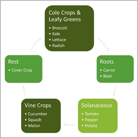Crop Rotation In The Vegetable Garden Yard And Garden