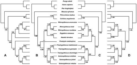 phylogenetic trees inferred from the combined nuclear and mt dataset download scientific