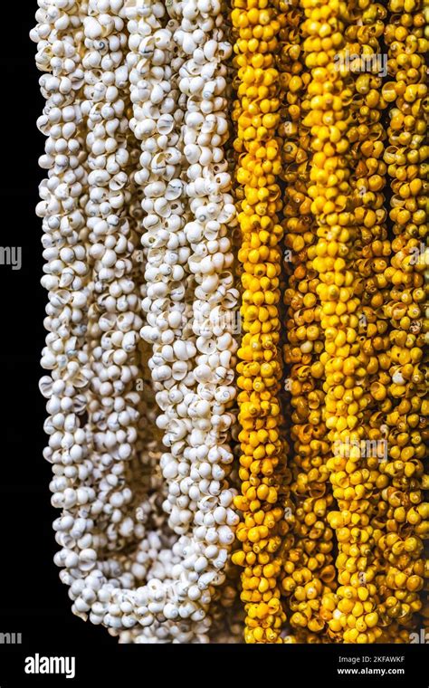 Colorful White Yellow Mongo Small Shell Leis Hawaiian Necklaces Waikiki