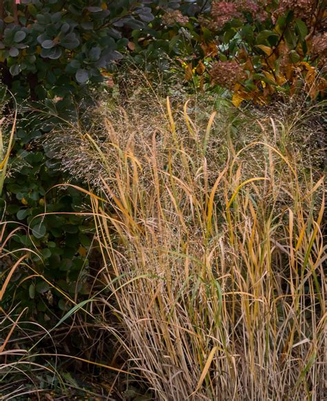 Panicum Virgatum Northwind Hayloft