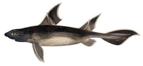 Angular Roughshark Alchetron The Free Social Encyclopedia Angular Roughshark Alchetron The Free Social Encyclopedia