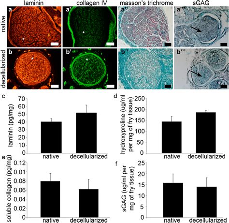 Ecm Immunofluorescence And Quantification Immunofluorescence For Download Scientific Diagram