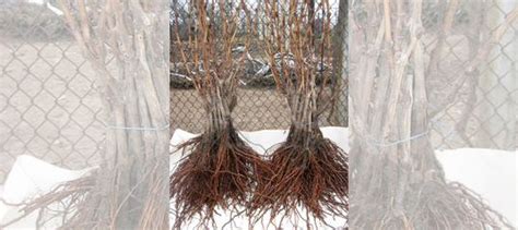 Продажа черенков купить в Нововеличковской Товары для дома и дачи Авито