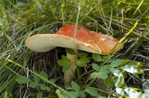 아름다운 플라이 Agaric 먹을 수없는 버섯 사진 배경 및 무료 다운로드를위한 그림 Pngtree