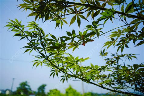 Fresh Maple Leaf Photography Background Fresh Maple Leaf Plant