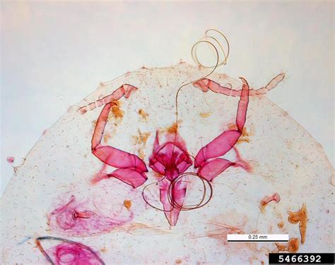 Coffee Mealybug Planococcus Lilacinus