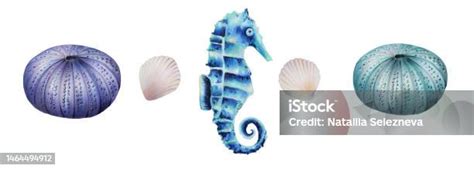 해마와 성게 조개 껍질로 설정된 수채화 흰색 고립된 배경에 수중 생물 물체를 손으로 칠하는 클립아트 디자이너 장식 엽서 포장지 스크랩북 표지 초대장 웨딩 디자인 포스터 및