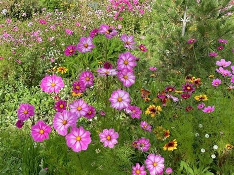 Brewbaker Throws Wildflower Haymaker Its A Knockout — Columbia