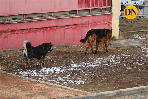 Сүхбаатар дүүрэгт маргааш эзэнгүй муур нохой барих ажлыг зохион байгуулна Dnn Mn