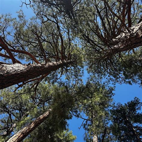 The Barefoot Trail Flagstaff All You Should Know Before Going 2026
