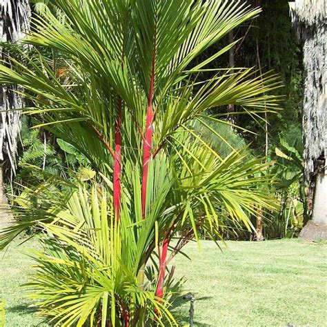 Tkl Big Size Red Palm Tree Pokok Pinang Merah 90 120cm 大型红槟榔植物 Lazada