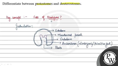 Differentiate Between Protostomes And Deuterostomes Youtube