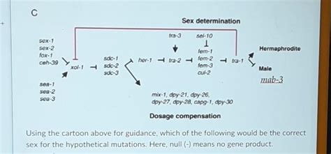 Solved C Sex 1 Sex 2 Fox 1 Ceh 39 Sex Determination Tra 3