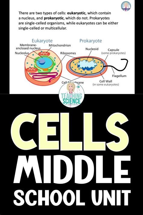 Cells Structure And Function Artofit