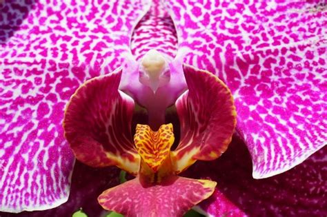 햇빛 아래에서 자라는 분홍색 도리타에놉시스 꽃의 매크로 샷 0명에 대한 스톡 사진 및 기타 이미지 0명 꽃 나무 꽃 꽃의 구조 Istock