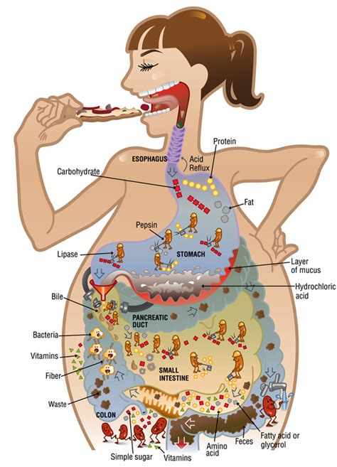 Digestion Poster Test Questions Genbio 2 Diagram Quizlet
