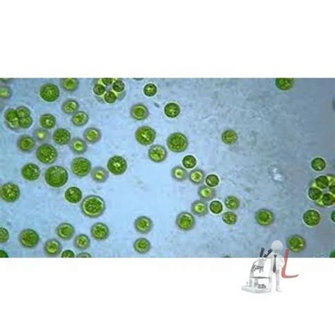Chlorococcus W M At Rs 100 00 Nishat Bagh Ambala Id 2850509564073