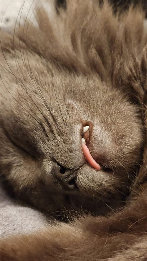Luna The Sleeping Blep R Blep