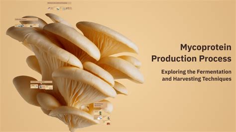 Mycoprotein Production Process By Büşra Karaca On Prezi