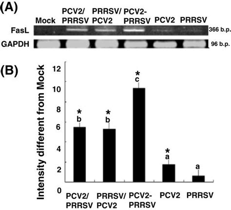 Expression levels of FasL mRNA in PCV2- and/or PRRSV-inoculated swine ...