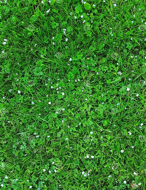Looking Down Stock Image Image Of Looking Grass Outdoors 117731975