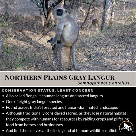 Northern Plains Gray Langur Semnopithecus Entellus
