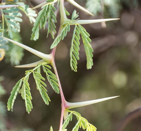 Camelthorn As Firewood Bushguide 101