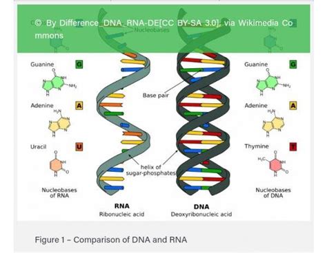 Base Sequence