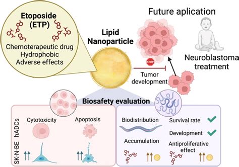 Biosafety Evaluation Of Etoposide Lipid Nanomedicines In C Elegans Splc Crs
