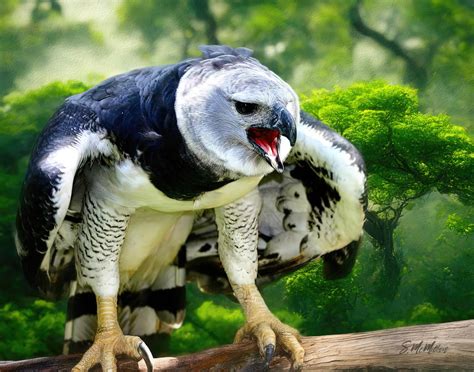 Harpy Eagle By Susanne Mcmillan Art On Deviantart
