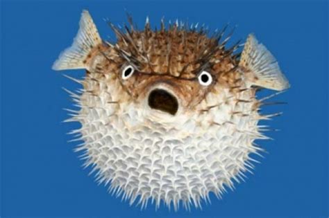 Poisonous Fish Interesting Facts