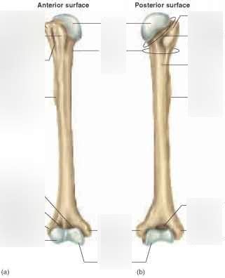 Humerus The Upper Limb PROXIMAL END Diagram Quizlet